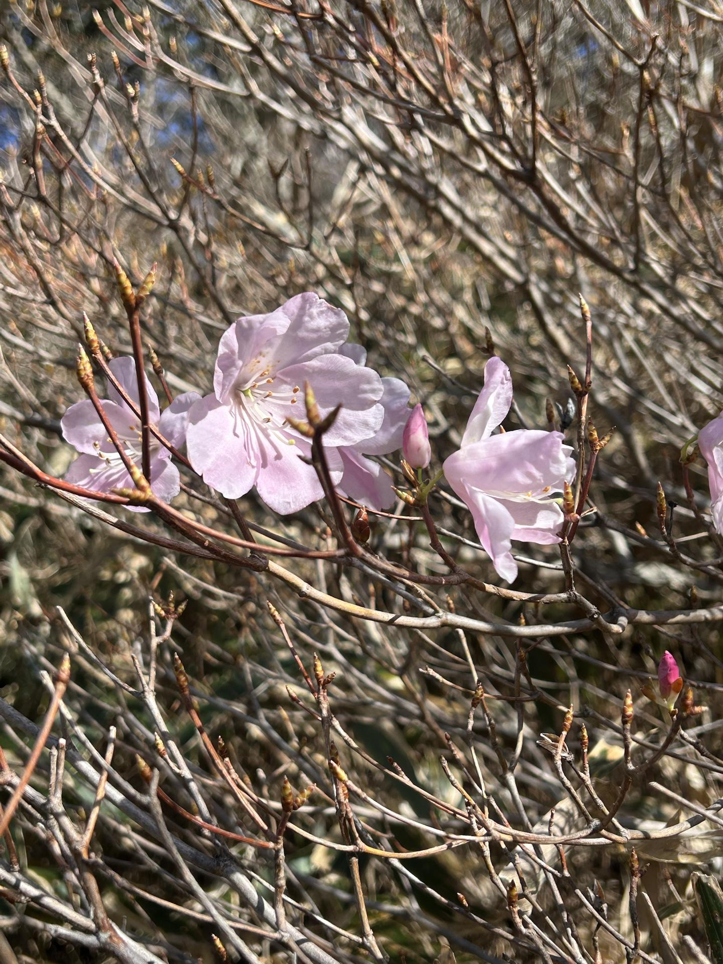 岩黒山・手箱山・筒上山 / katakunさんの筒上山・手箱山の活動データ | YAMAP / ヤマップ