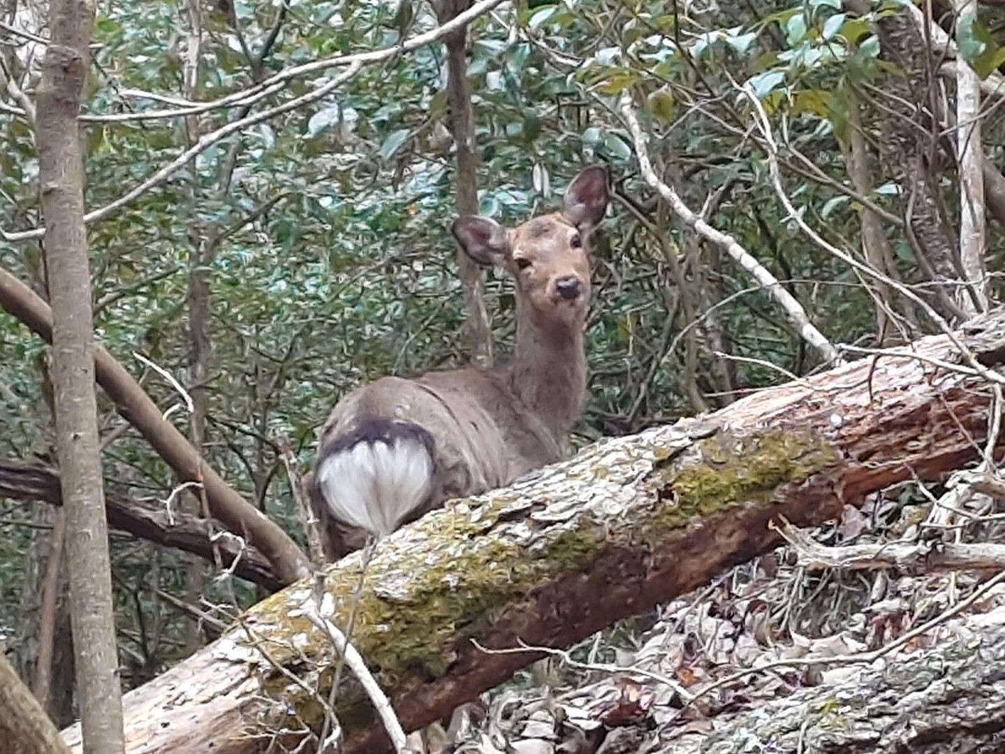 比叡山…🦌シカでした〜 / inamさんの比叡山・横高山・梶山の活動データ | YAMAP / ヤマップ