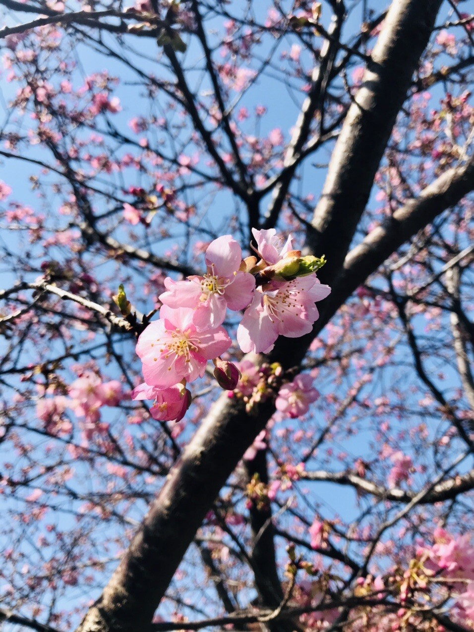 モーメント初投稿です 暖かな日差しに外に... / Miya-Monさんのモーメント | YAMAP / ヤマップ