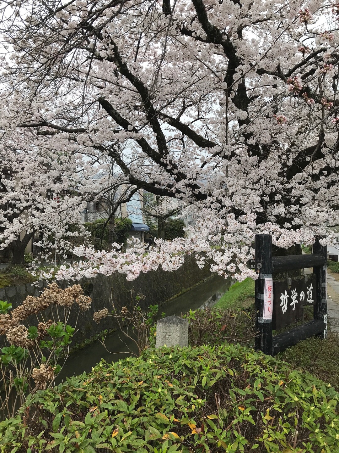 銀閣寺から比叡山 / megさんの比叡山・横高山・梶山の活動データ | YAMAP / ヤマップ
