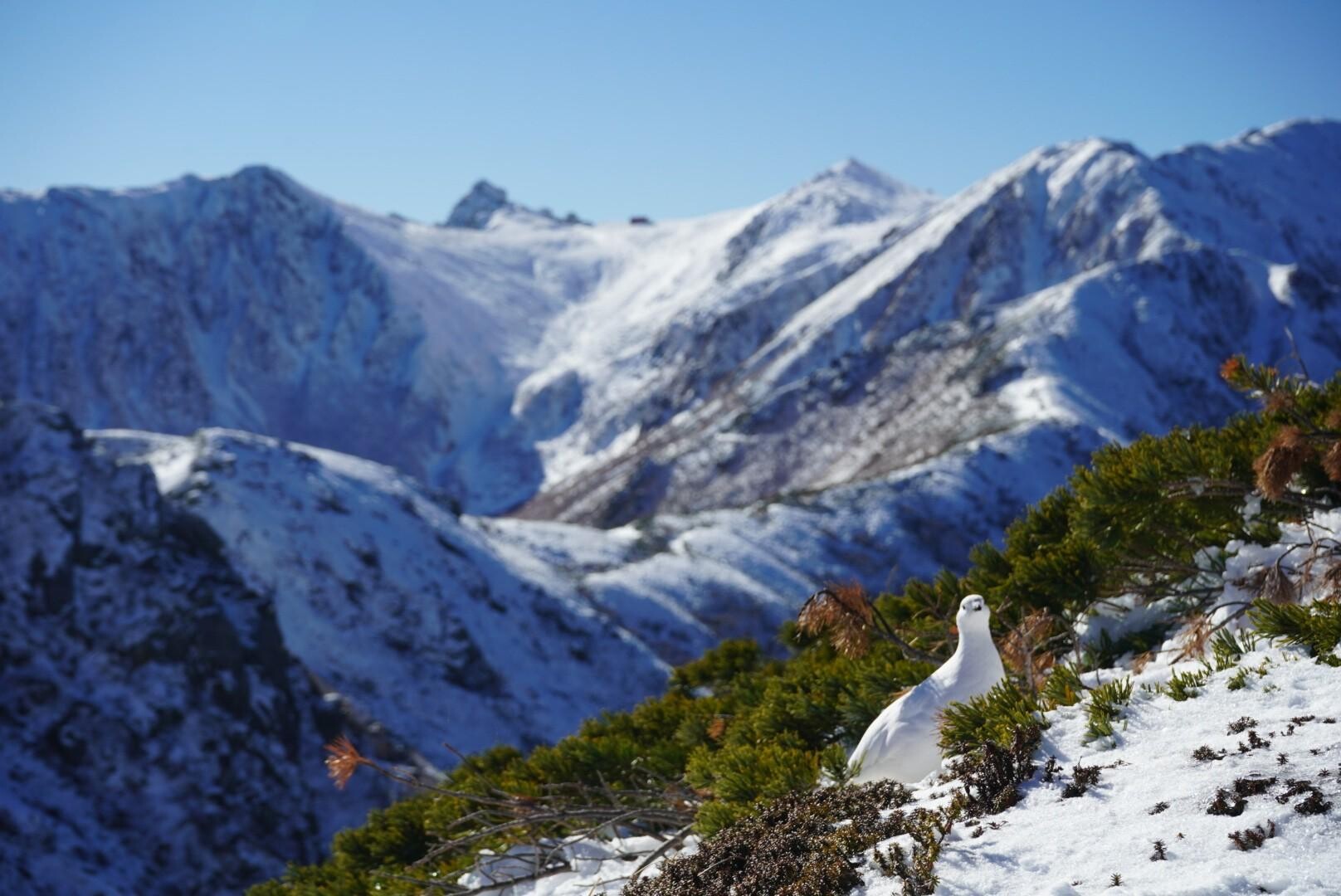 将棊ノ頭・将棊頭山 / 梅 さんの木曽駒ヶ岳・空木岳・越百山の活動データ | YAMAP / ヤマップ