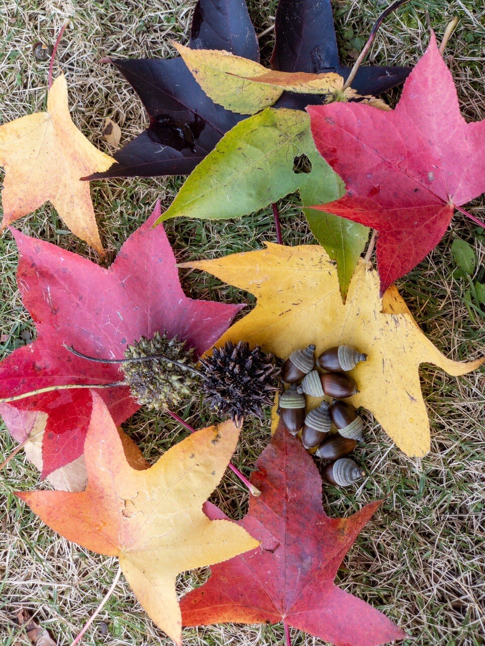 秋のひととき ①イロトリドリのモミジバ... / keyさんのモーメント | YAMAP / ヤマップ