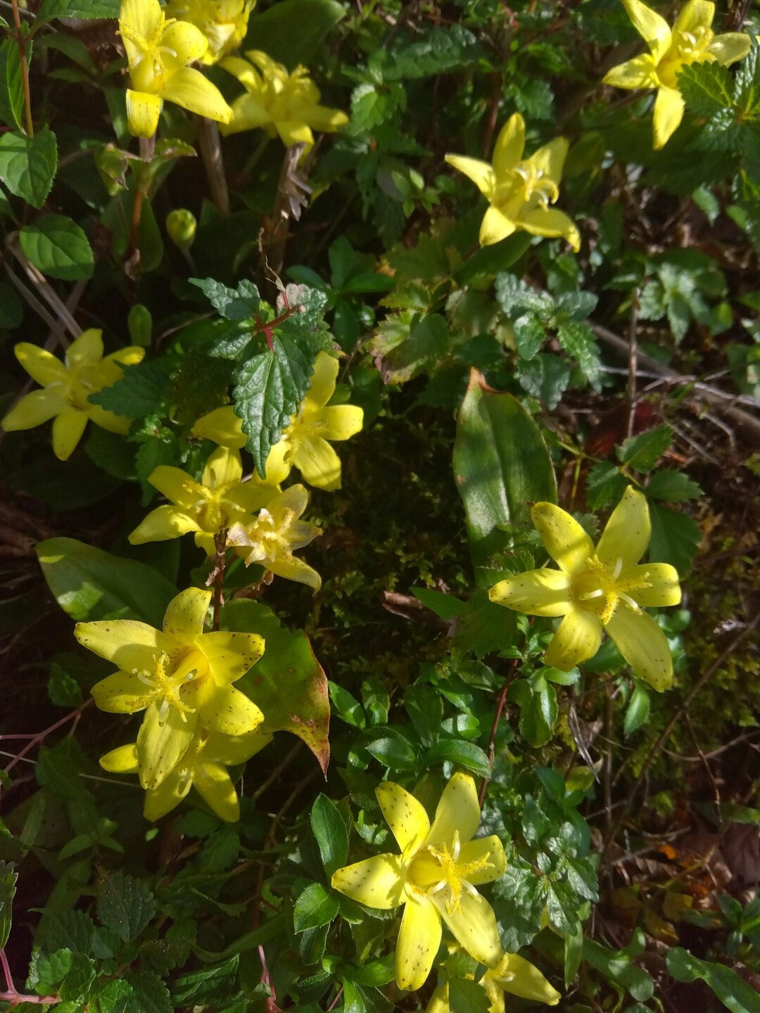 朝陣野 / Hiさんの双石山・花切山・岩壺山の活動データ | YAMAP / ヤマップ