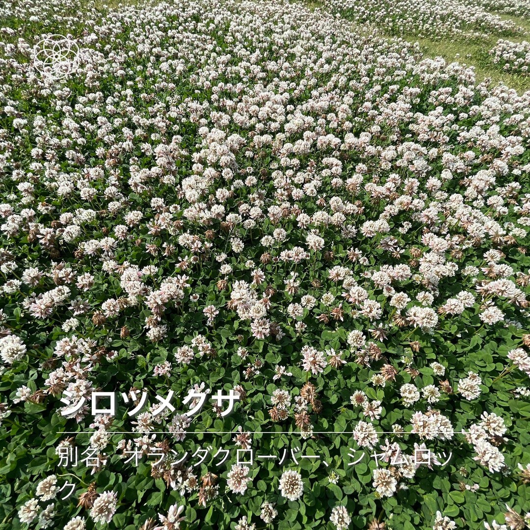 ハナノナと言う😅 アプリ使って見ました... / ken-3さんのモーメント | YAMAP / ヤマップ