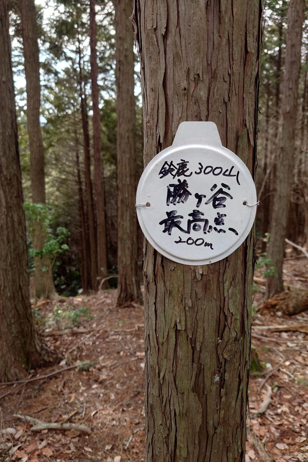 川東・勝ヶ谷最高点 / ディグリーさんの霊仙山の活動データ | YAMAP / ヤマップ