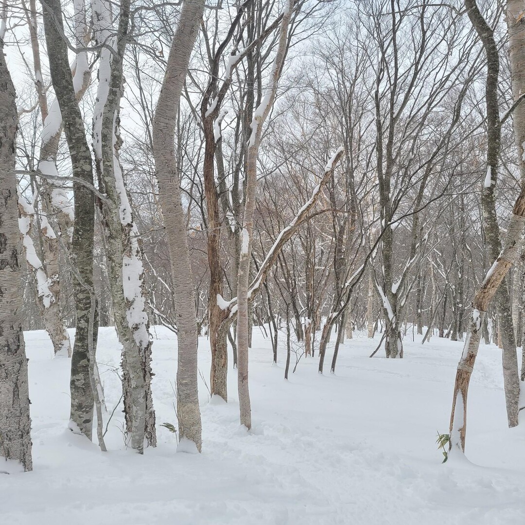 岩手 鎌倉森 / hide-bonさんの岩手山・黒倉山・鞍掛山の活動データ | YAMAP / ヤマップ