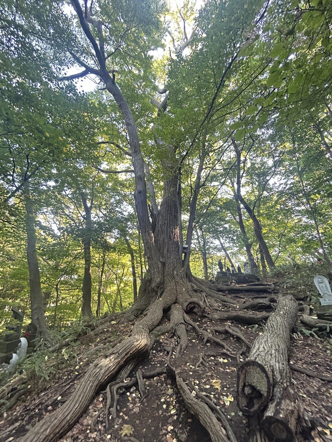 円山TR / ziziさんの札幌市の活動データ | YAMAP / ヤマップ