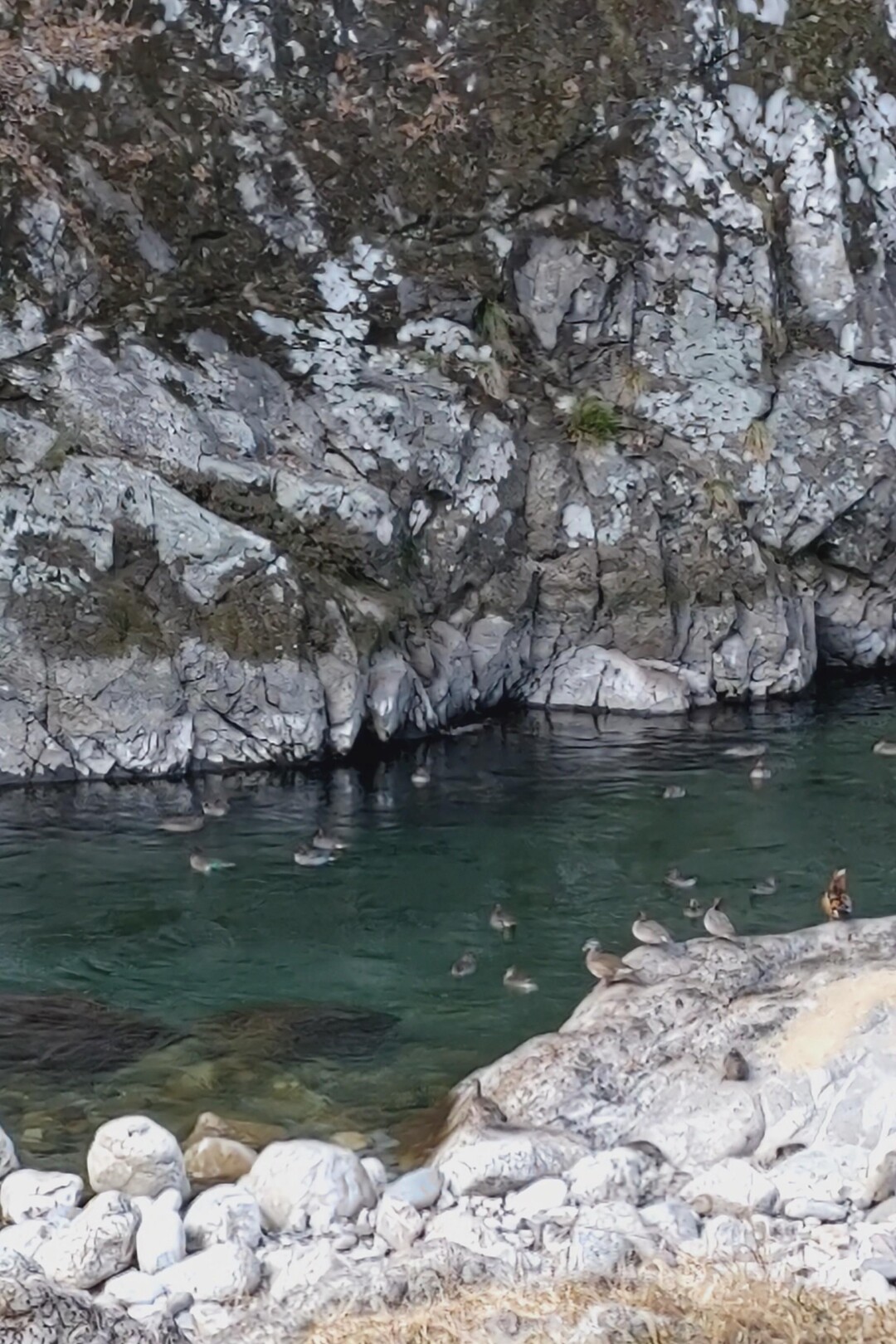 設楽町寒狭川沿いのおしどりの里！ お昼に... / kouchanさんのモーメント | YAMAP / ヤマップ