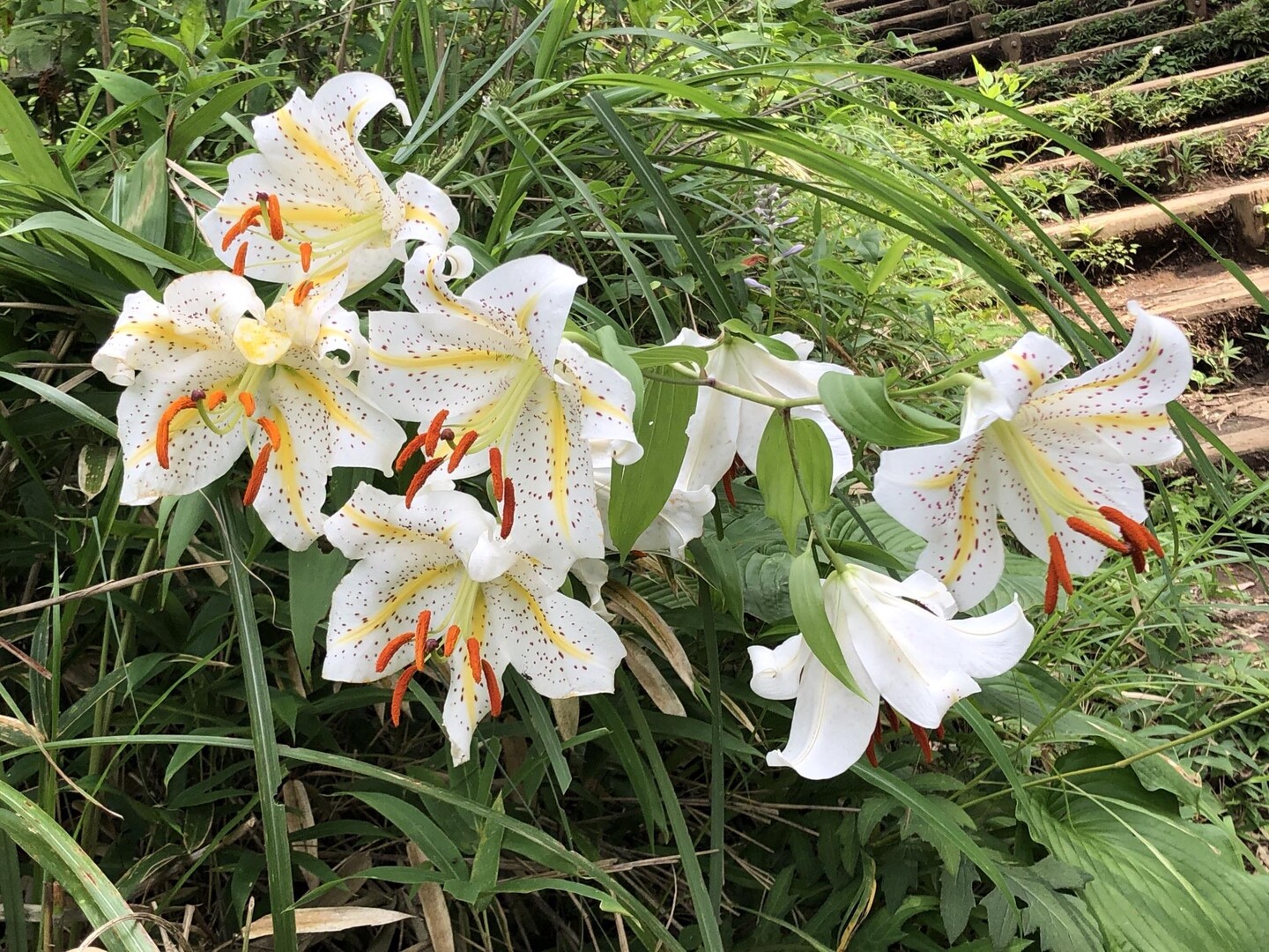 陣馬山－高尾山 縦走 / neroliさんの高尾山・陣馬山・景信山の活動データ | YAMAP / ヤマップ