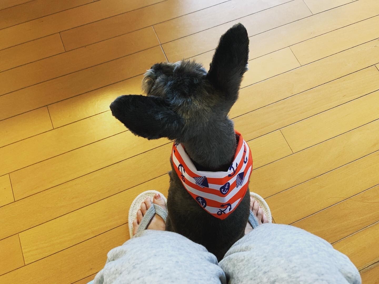 足元から離れません💕 床屋に行って毛も... / fuyu_umareさんのモーメント | YAMAP / ヤマップ