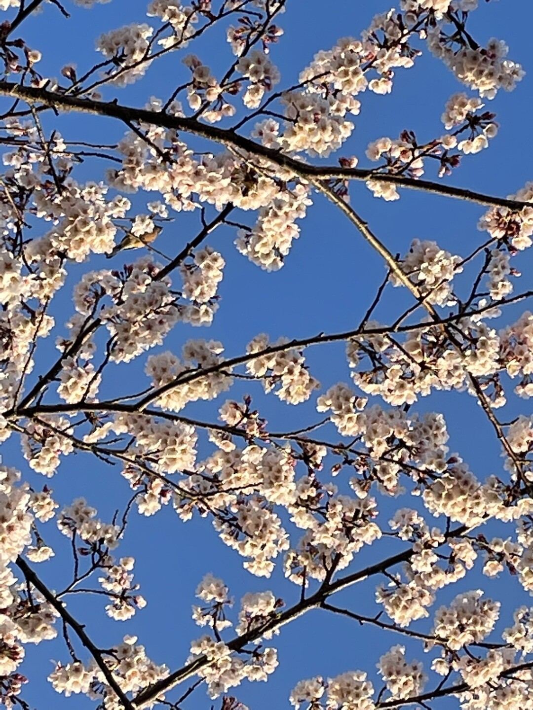 このご時世極力人との接触を避け、真夜中に... / AZさんのモーメント | YAMAP / ヤマップ