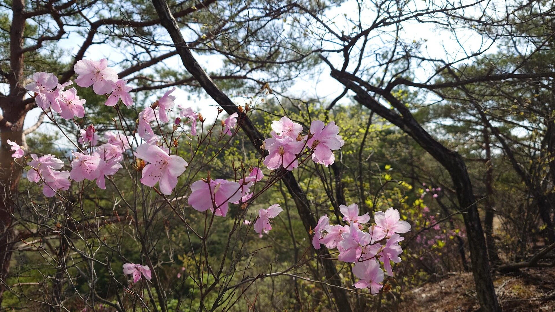 アカヤシオを愛でに。佐野アルプス？ / s_nakanoさんの三床山・金原山の活動データ | YAMAP / ヤマップ
