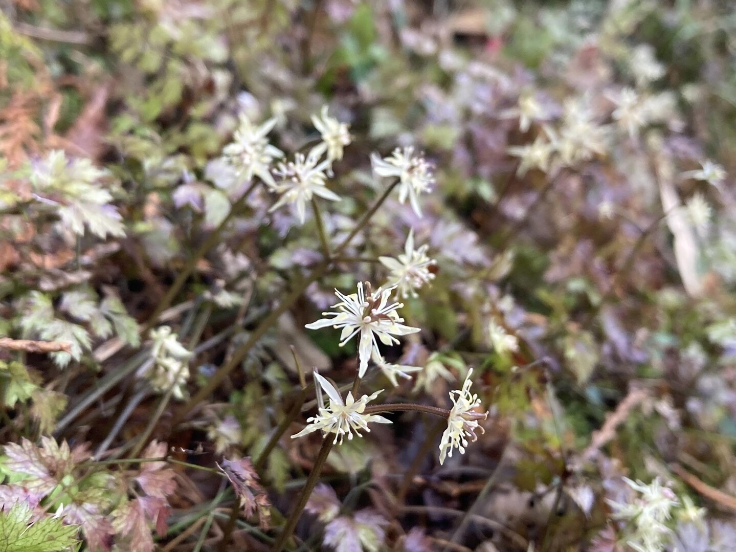 2024.2.1 コセリバオウレン o... / hiichan34さんのモーメント | YAMAP / ヤマップ