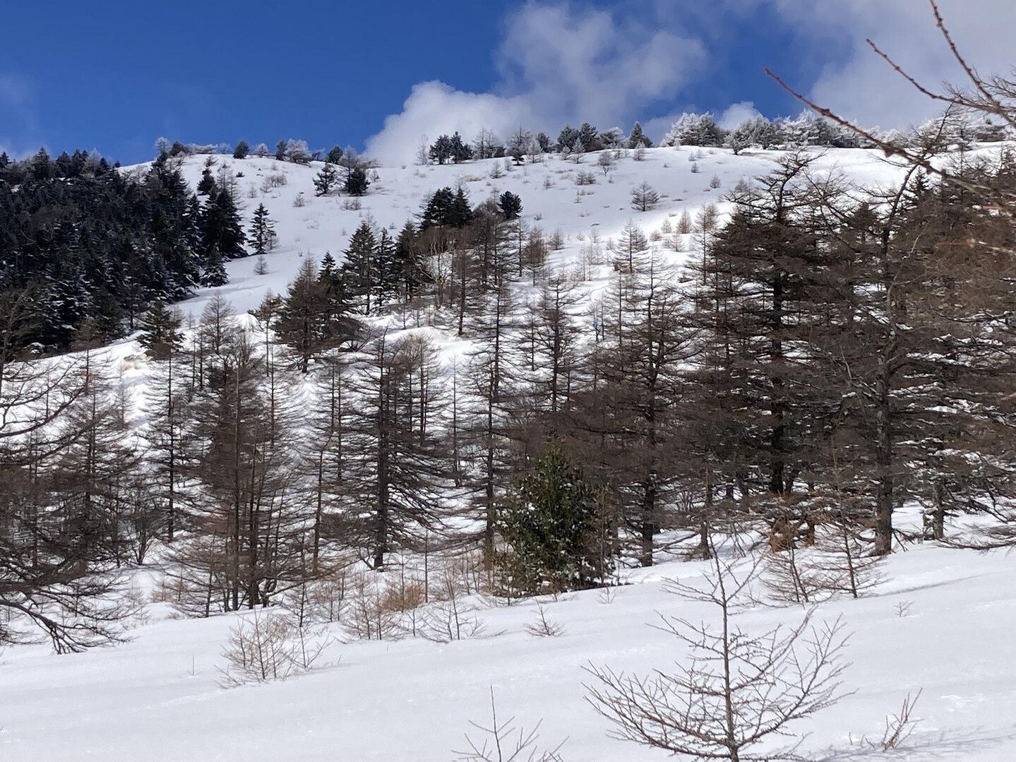 池の平🏂BC Part II / コニーさんの湯ノ丸山・角間山・鍋蓋山の活動日記 | YAMAP / ヤマップ