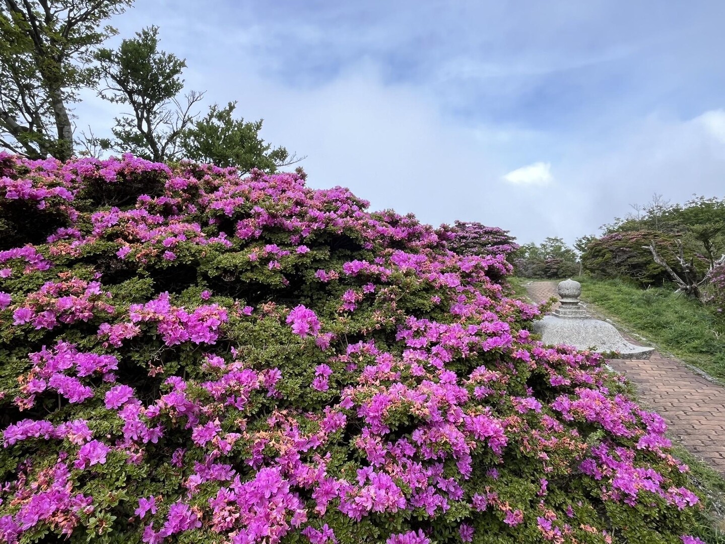 九州⑥ 三百名山•鶴見岳 で今日もMK🌸ハント / masakingさんの由布岳・鶴見岳の活動データ | YAMAP / ヤマップ