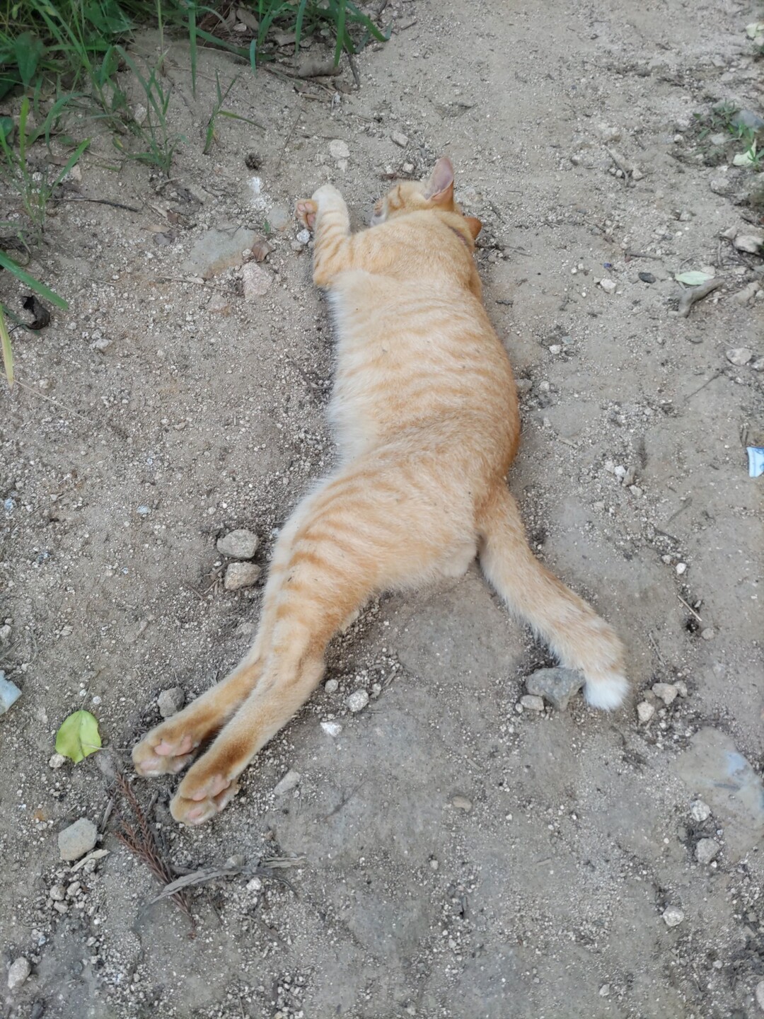 可也山39 / Kazhiさんの可也山の活動データ | YAMAP / ヤマップ