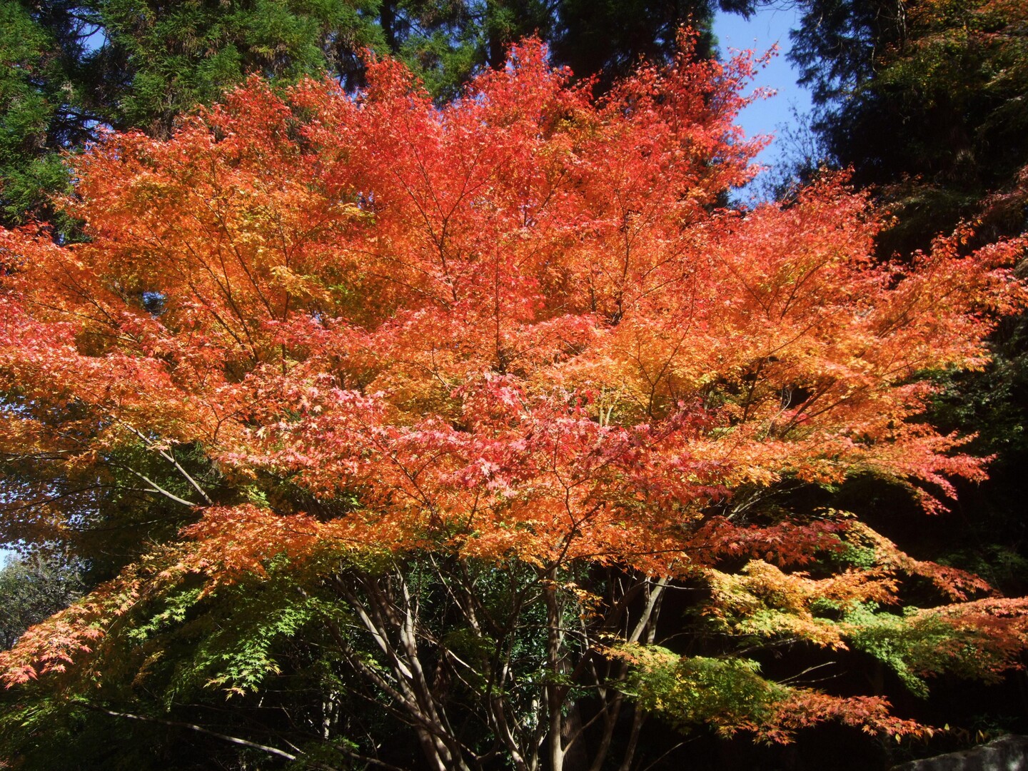 紅葉と眺望が楽しめた八面山 / al (アル)さんの八面山の活動データ | YAMAP / ヤマップ