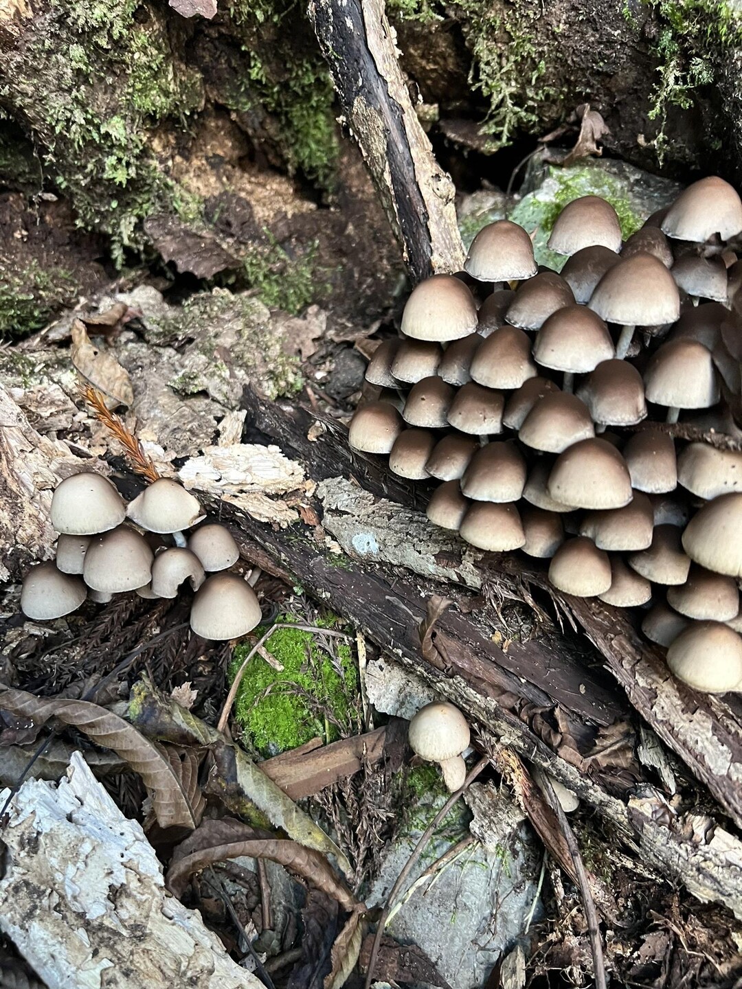 不入山 / bibiさんの不入山の活動データ | YAMAP / ヤマップ