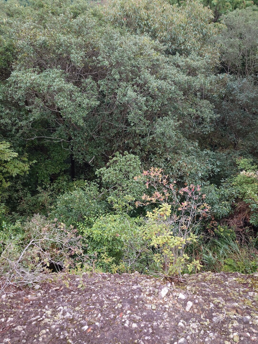 yagarinさんの投稿したフィールドメモ | YAMAP / ヤマップ