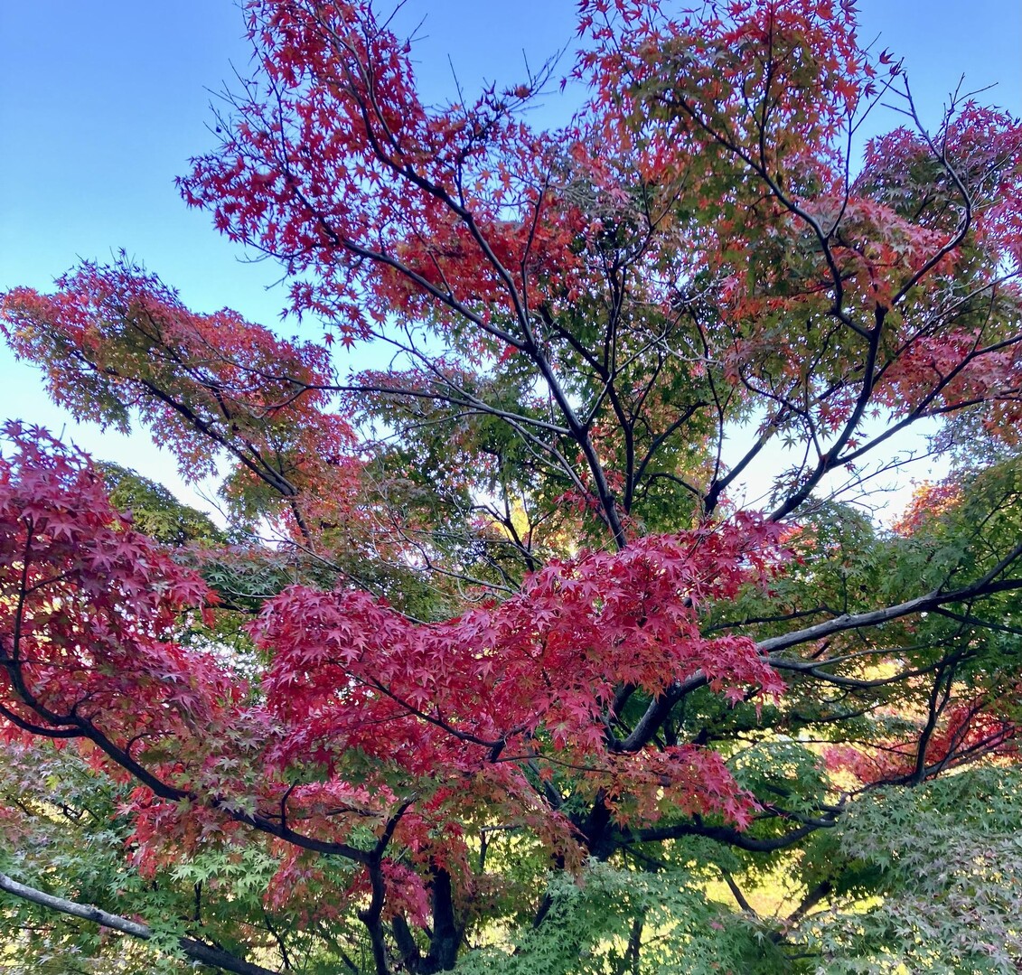 二上山（雄岳)&二上山（雌岳） / momoさんの金剛山・二上山・大和葛城山の活動日記 | YAMAP / ヤマップ
