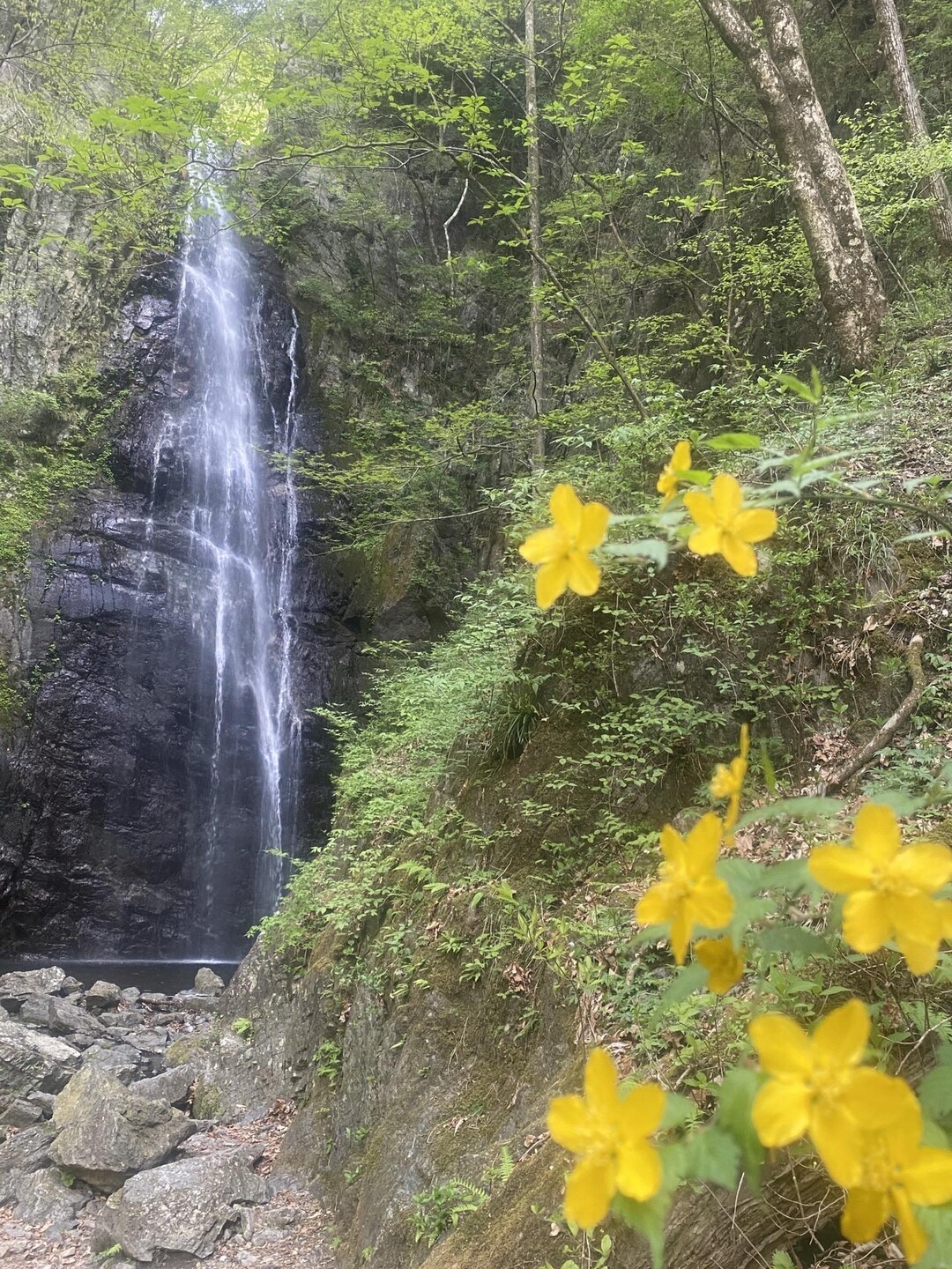 川苔山（百尋ノ滝）→鳩ノ巣駅ルート / ぴーさん（okahiii）登山歴2年目さんの川苔山（川乗山）の活動データ | YAMAP / ヤマップ