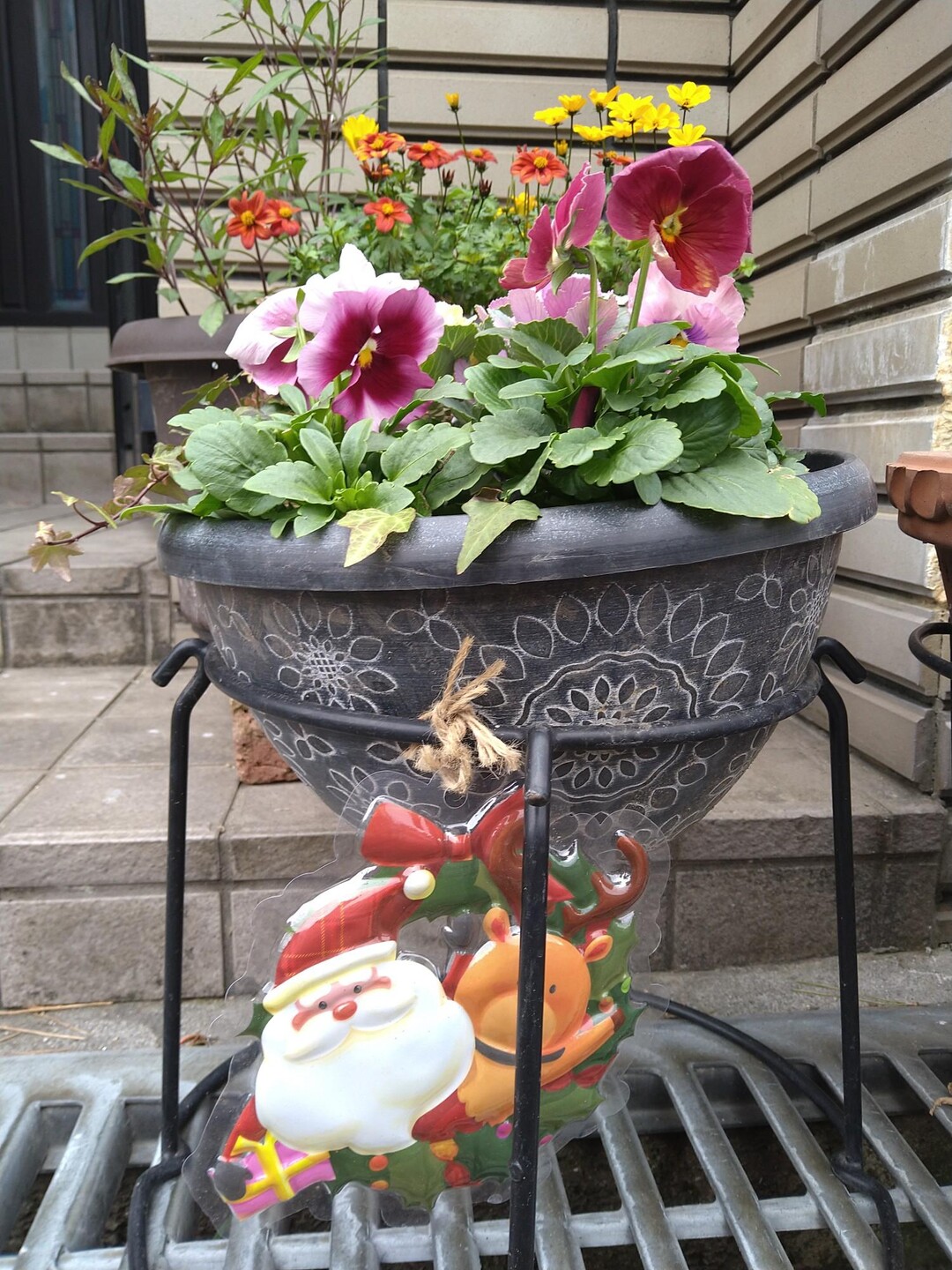 ①メリクリ〜🎅 玄関周りの鉢見て回るよ... / はなままさんのモーメント | YAMAP / ヤマップ