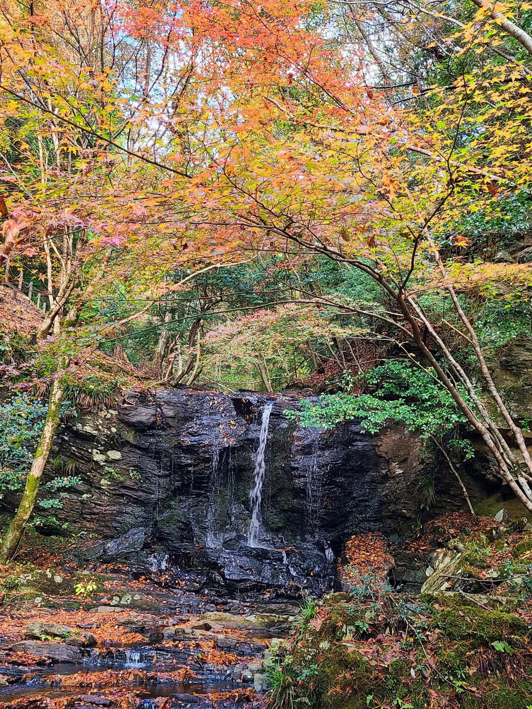 漆川街道から黒沢湿原へ / jnkさんの雲辺寺山の活動データ | YAMAP / ヤマップ