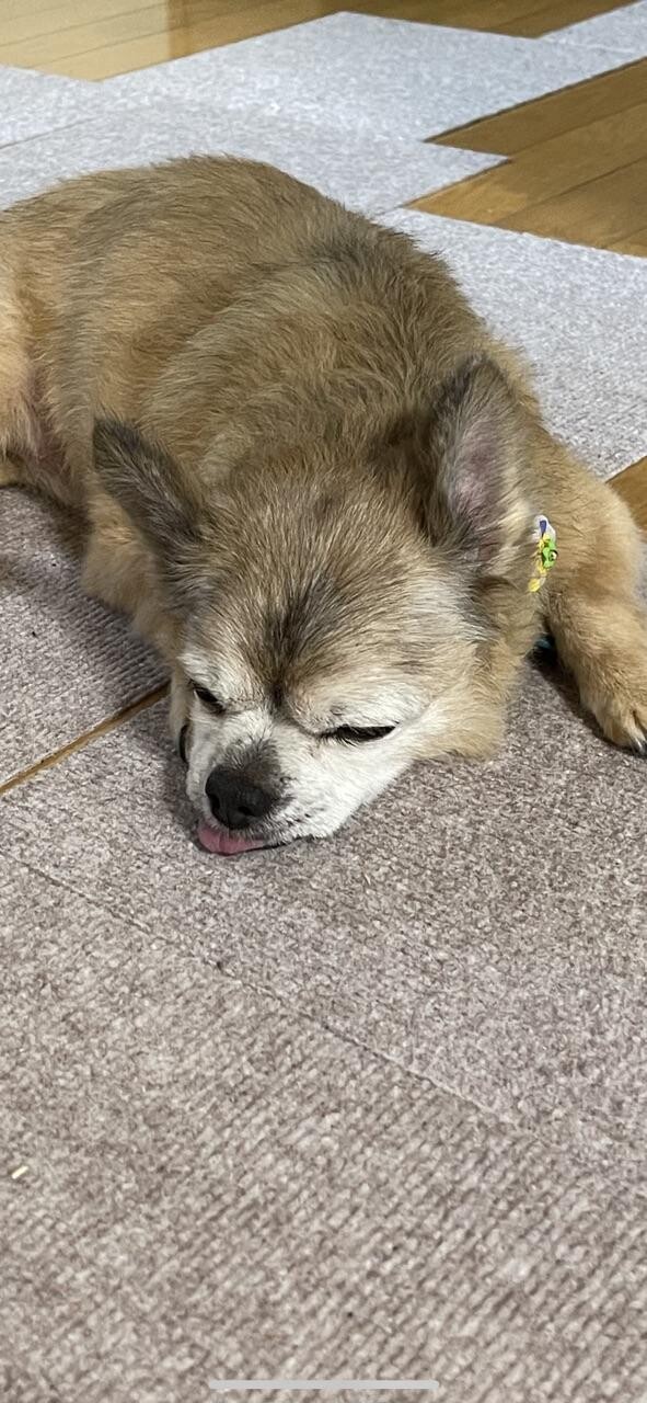 chizuのページ | YAMAP / ヤマップ