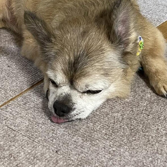 chizuのページ | YAMAP / ヤマップ