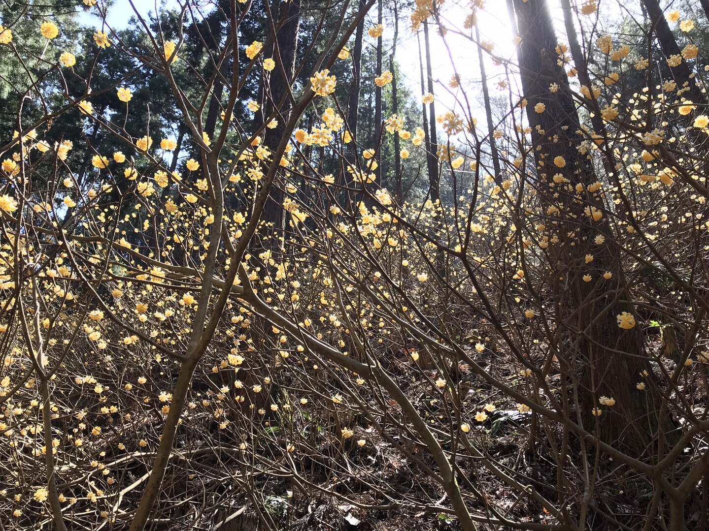 焼森山・鶏足山-2020-03-21 / xv.kazuさんの焼森山・鶏足山の活動データ | YAMAP / ヤマップ