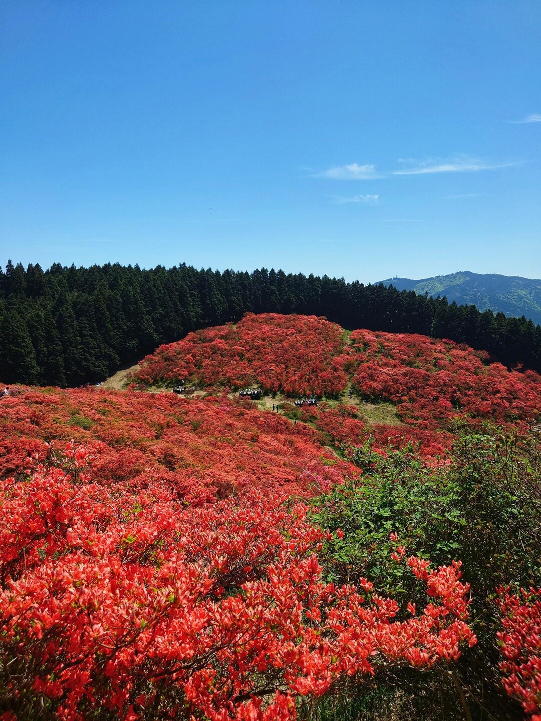ツツジ🌺満開の葛城山 / Ichiroさんの葛城古道の活動データ | YAMAP / ヤマップ
