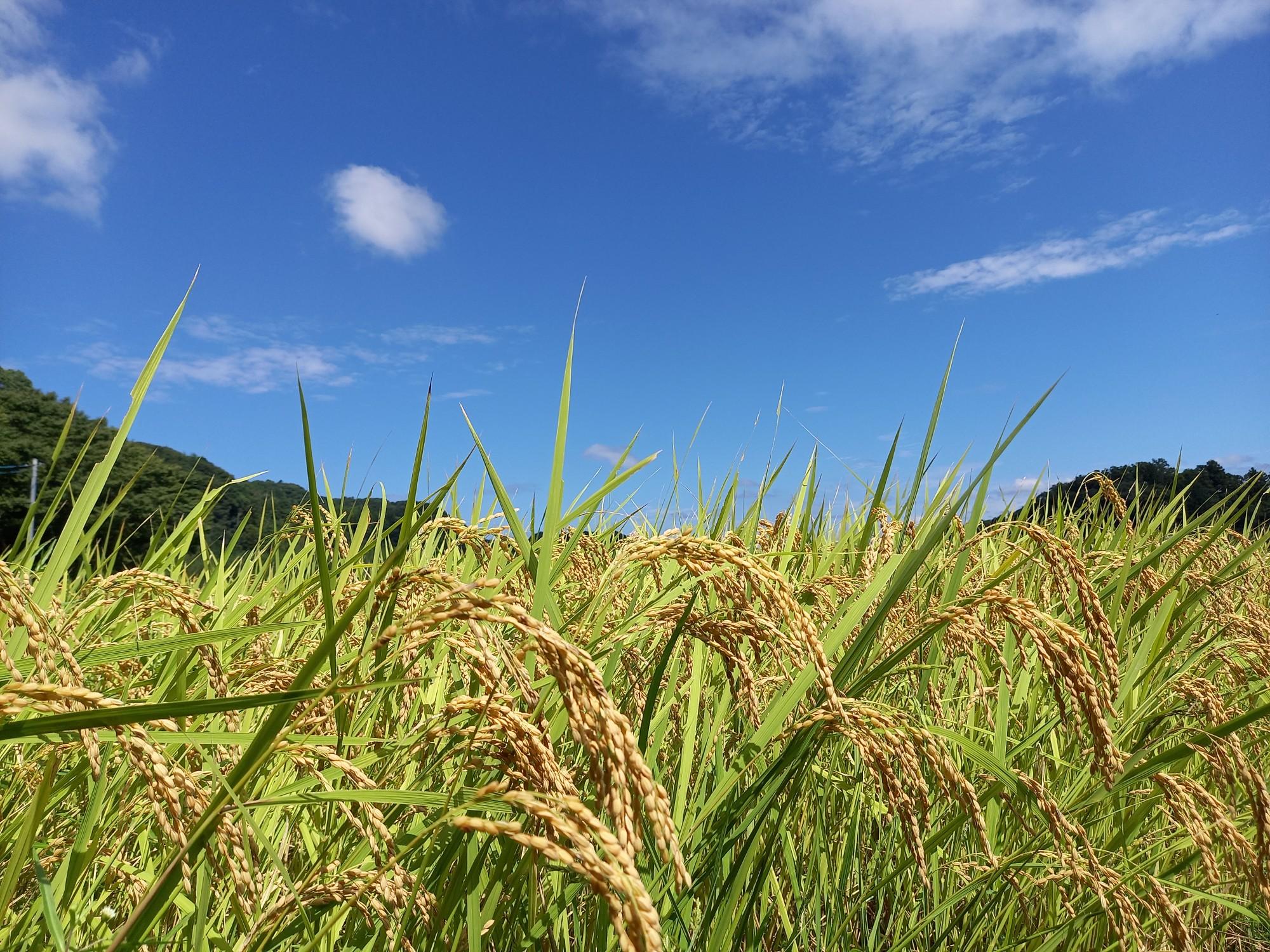 今日は稲刈りでした🌾🌾🌾 昔ながら... / misa.Six💎🦔さんのモーメント | YAMAP / ヤマップ