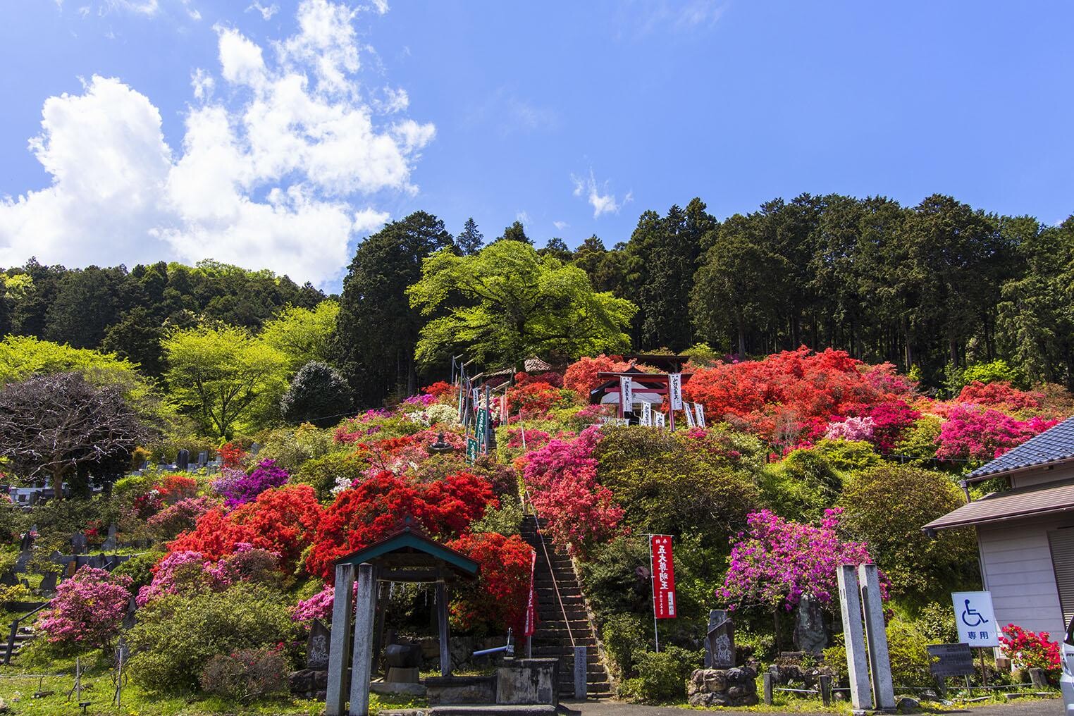 五大尊つつじ祭りからのハイキングで⚡襲来。 / zukiさんの大高取山の活動データ | YAMAP / ヤマップ