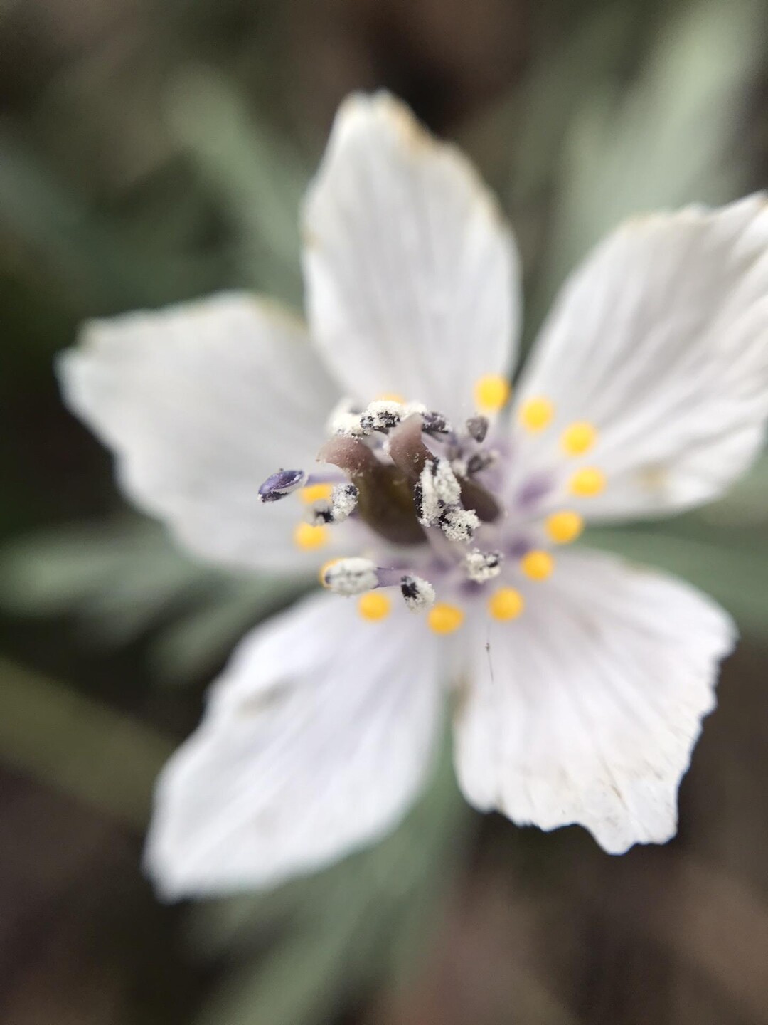 大山宮に2回目のお花パトロールに行ってき... / masuminさんのモーメント | YAMAP / ヤマップ