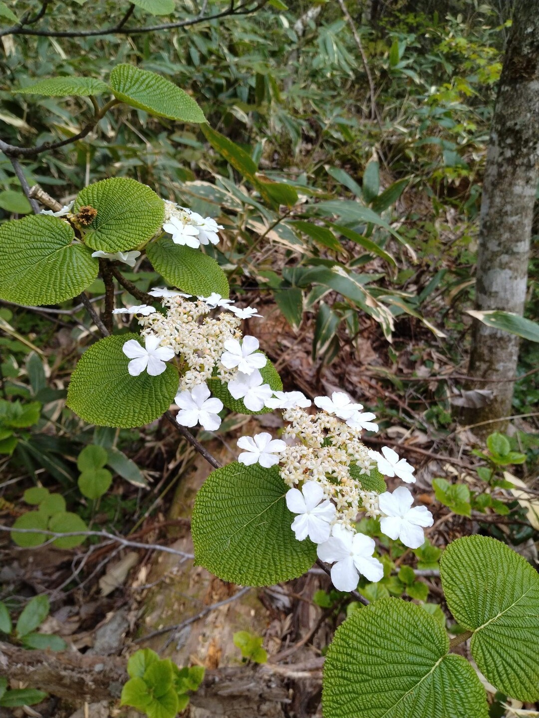 厚沢部レクの森-2024-04-28 / とっちほっちさんの太鼓山の活動データ | YAMAP / ヤマップ