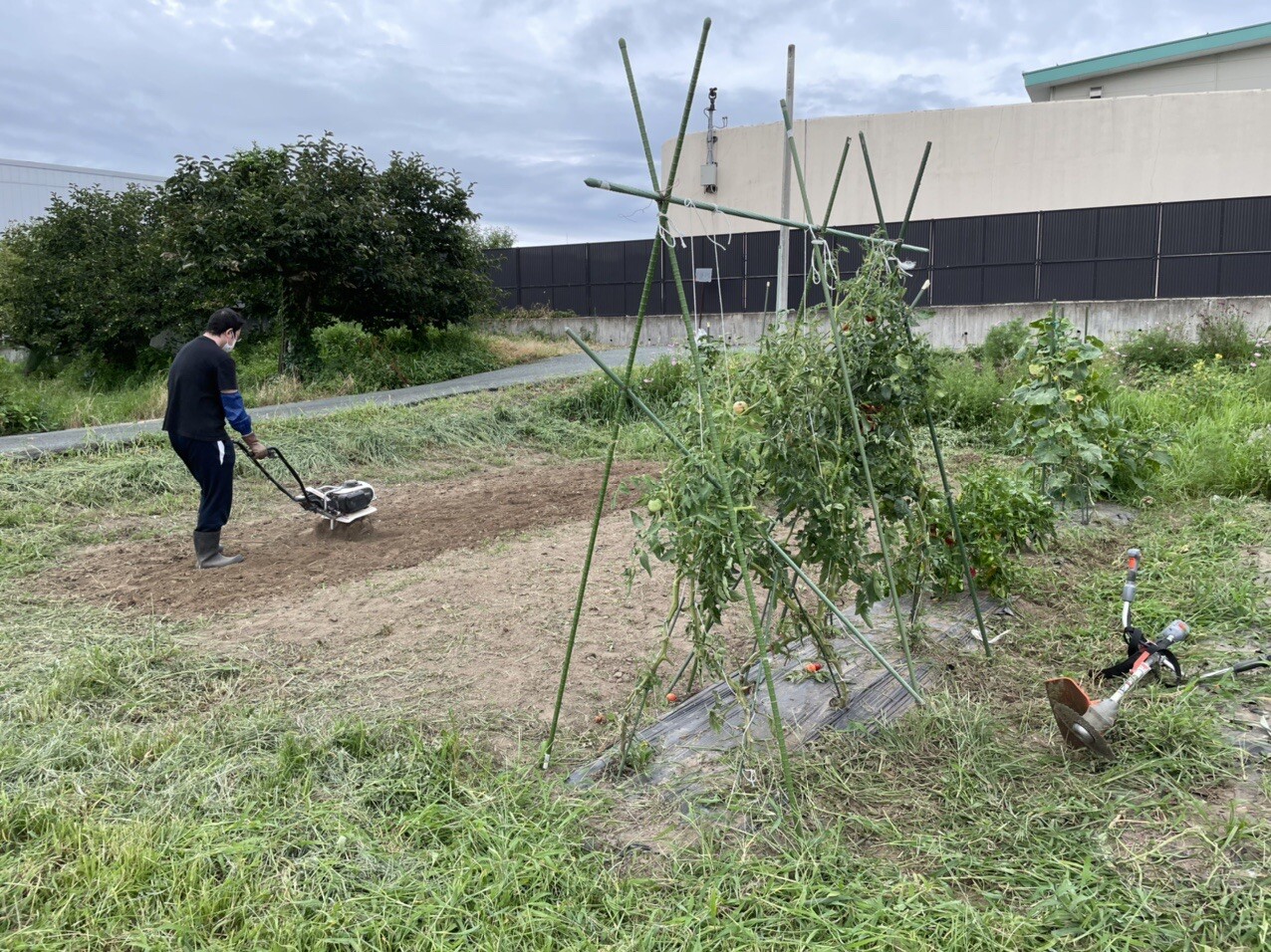 秋冬野菜準備（畑ヶP ） 夏野菜も終... / パクチーさんのモーメント | YAMAP / ヤマップ