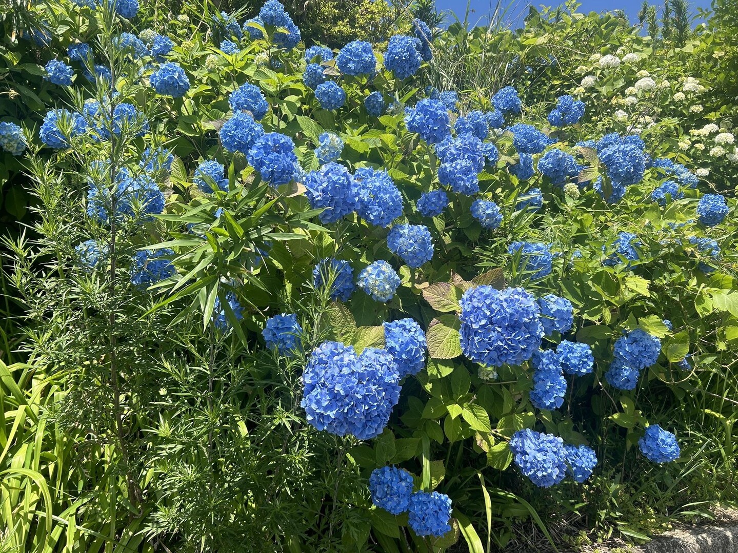 筑波山（女体山）・筑波山（男体山） / m. hiroさんの筑波山の活動データ | YAMAP / ヤマップ