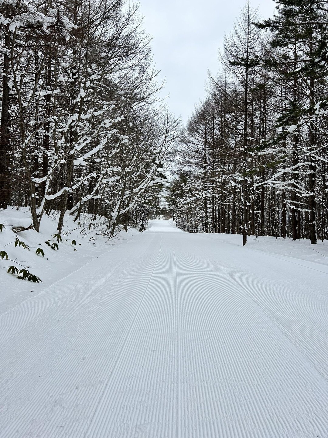 奥中山クロカントレーニング / aruさんのランニングの活動データ | YAMAP / ヤマップ