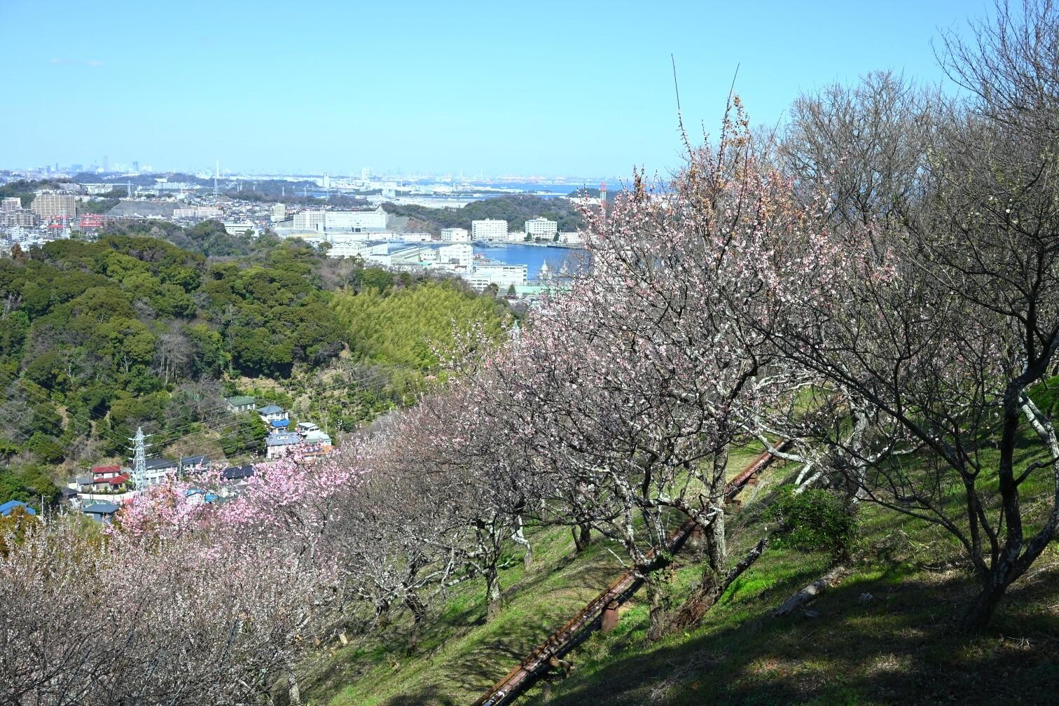 三浦アルプスー田浦梅林 / ryryryryさんの三浦アルプス・二子山・仙元山の活動データ | YAMAP / ヤマップ