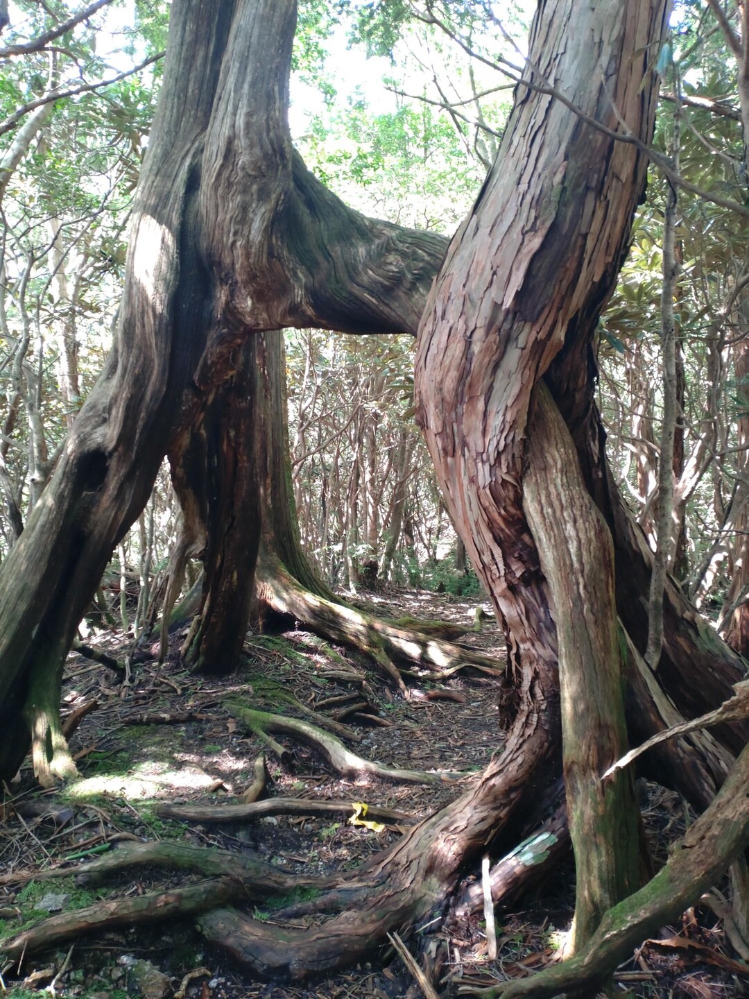長男と行く🏕工石山 / Tom Ookaさんの工石山の活動データ | YAMAP / ヤマップ