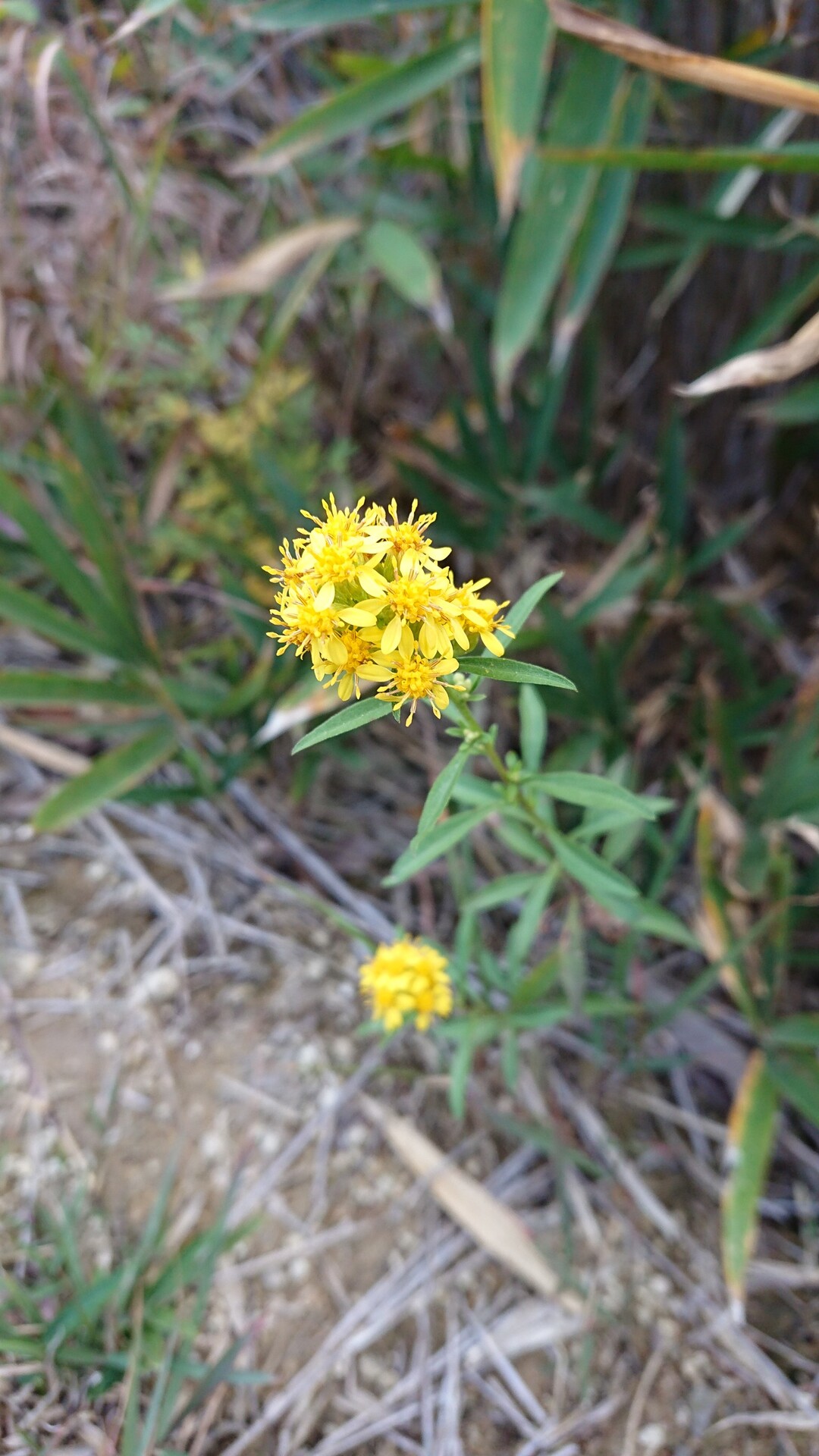 meriendaのページ | YAMAP / ヤマップ