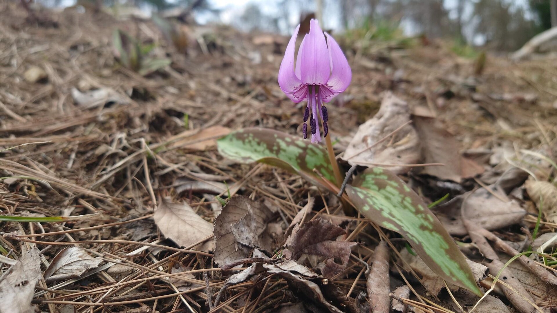 戸塚森221.1m / ナオキさんの戸塚森の活動データ | YAMAP / ヤマップ