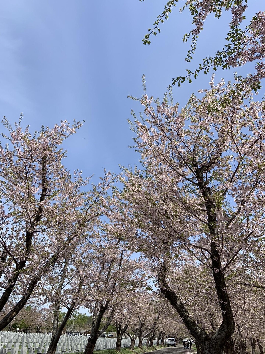 GW最終日に終わりかけの桜🌸を見に行っ... / なきたあさんのモーメント | YAMAP / ヤマップ