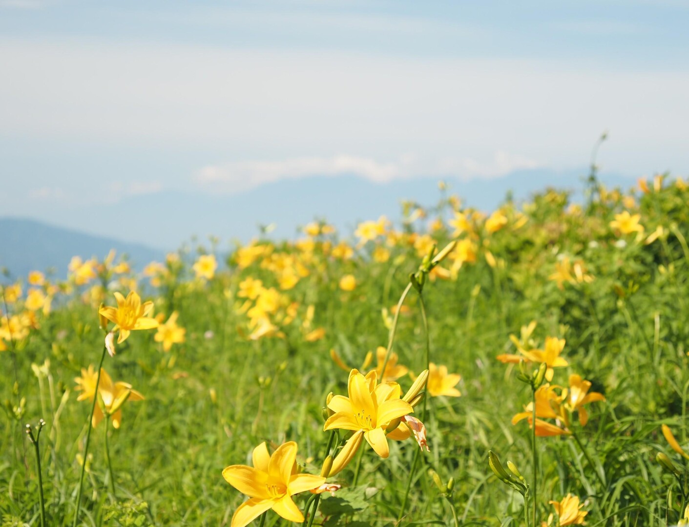 霧ヶ峰（車山）| ニッコウキスゲ / samiさんの霧ヶ峰・車山・大笹峰の活動データ | YAMAP / ヤマップ