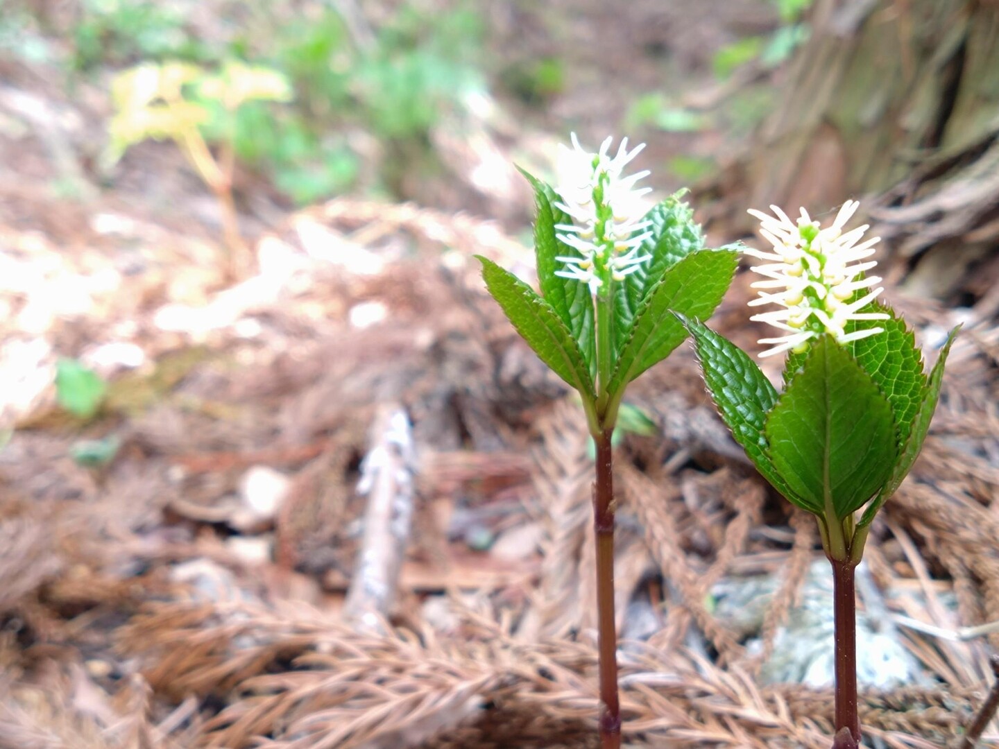 大峰山・吾妻耶山 / moneさんの吾妻耶山・大峰山の活動データ | YAMAP / ヤマップ