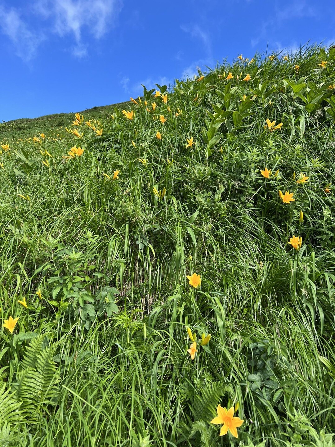お花満開の白山（御前峰） / tontonさんの白山・別山・銚子ヶ峰の活動日記 | YAMAP / ヤマップ