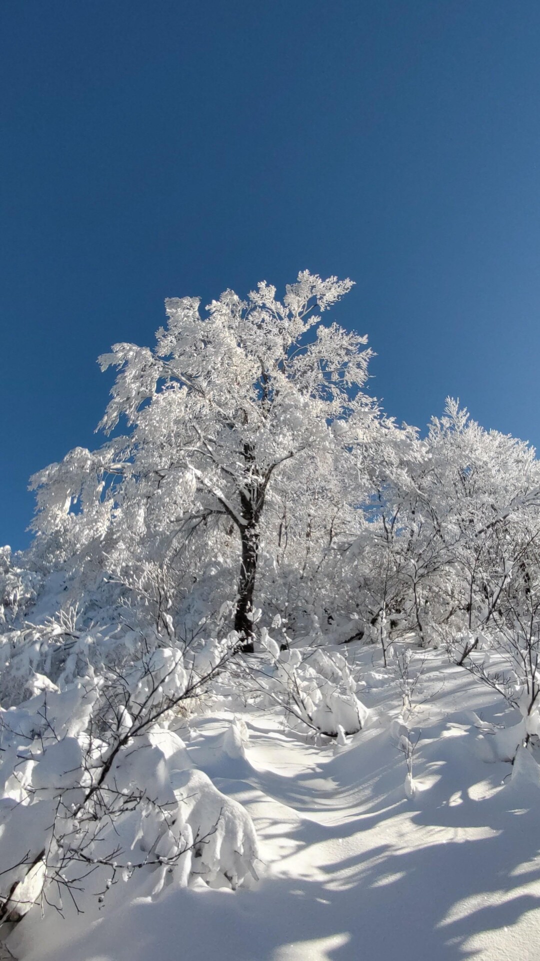 大倉山 今日こそ / nomatさんの大倉山の活動データ | YAMAP / ヤマップ