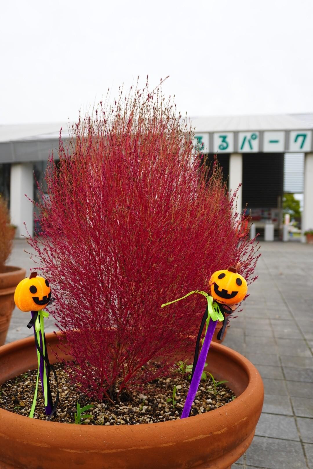 令和6年10月24日(木)天候:曇り ... / nae-chanさんのモーメント | YAMAP / ヤマップ