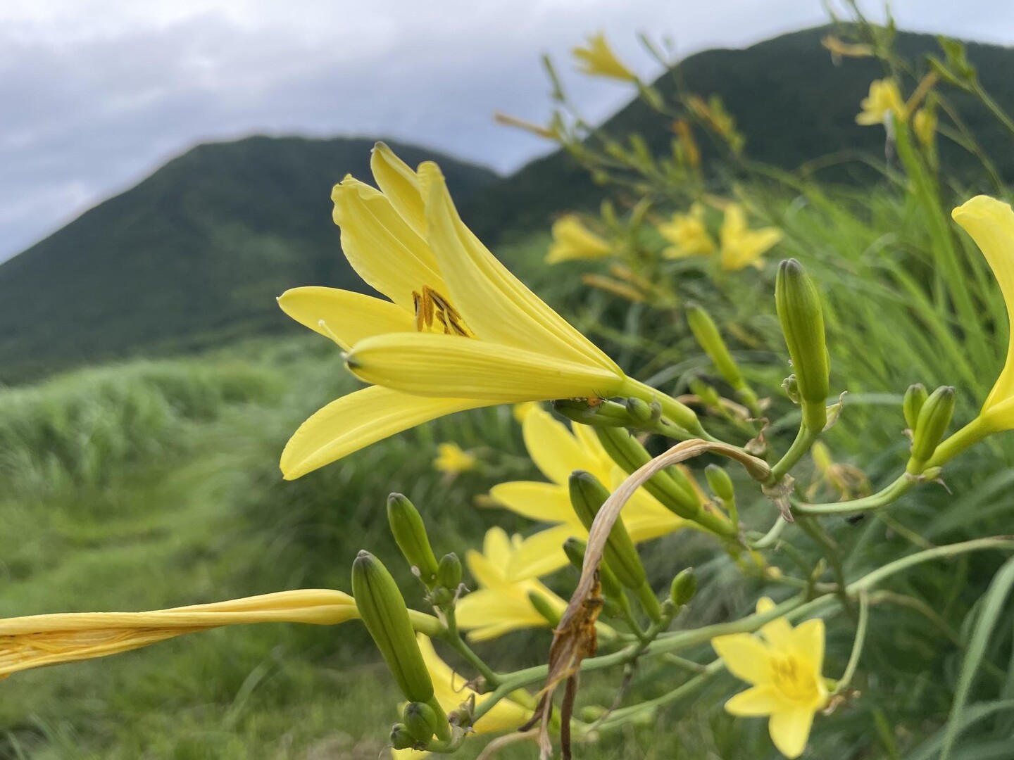 捻挫して反省した三瓶山…なめたらあかん！ / owlさんの三瓶山・大平山の活動データ | YAMAP / ヤマップ