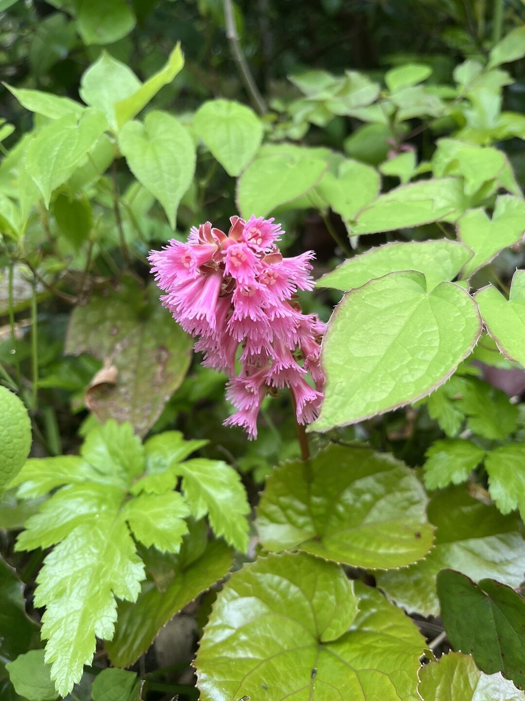 GW始まりは息子達と… / whaleさんの上越市の活動データ | YAMAP / ヤマップ